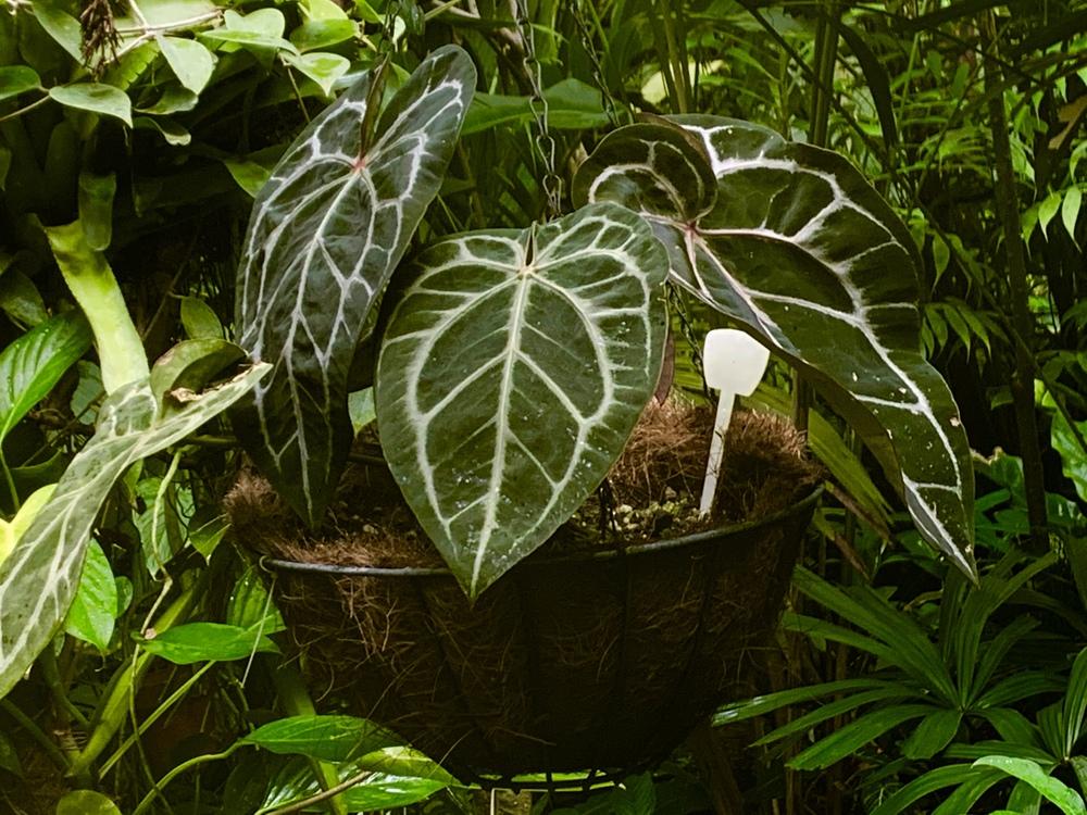 Anthurium 'Doc Block' Mag Hybrid F2 in the Philodendrons, Elephant Ears ...