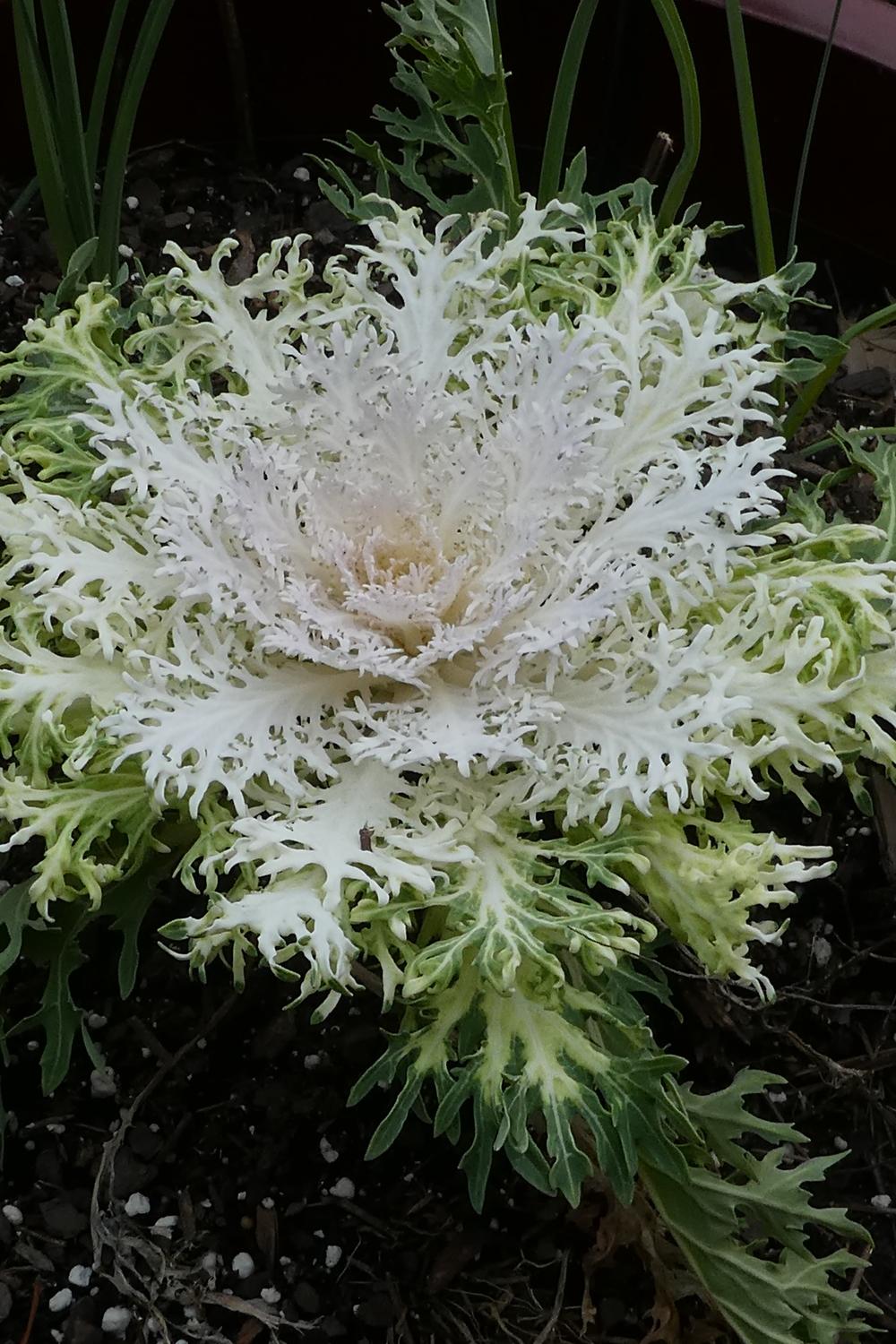 Photo of the leaves of Flowering Cabbage (Brassica oleracea var ...