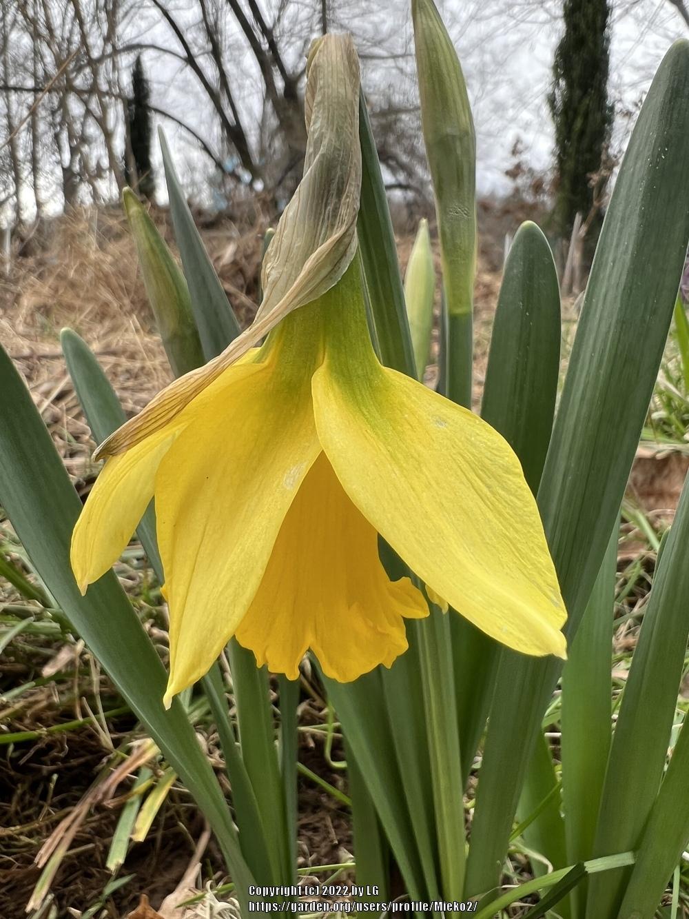 Photo of the bloom of Trumpet daffodil (Narcissus 'Rijnveld's Early ...