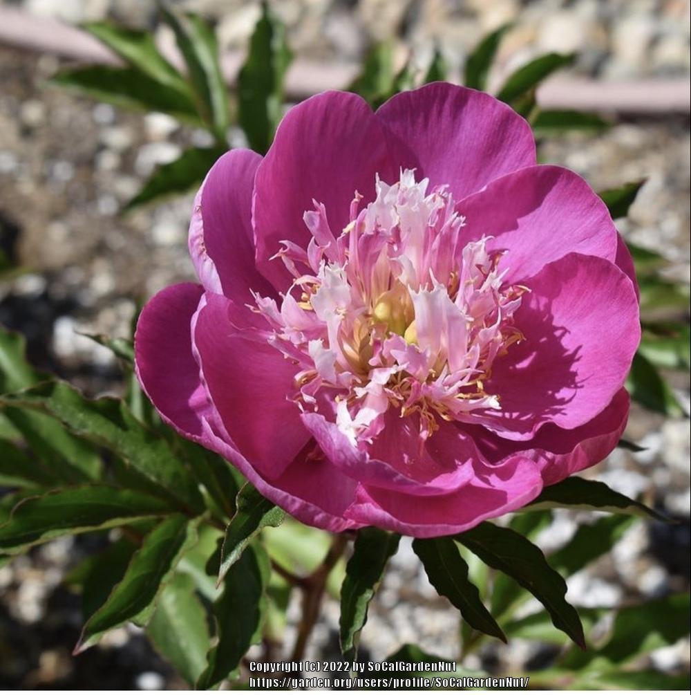 Please Post Pics of Your Japanese and Anemone Peonies in the Peonies ...