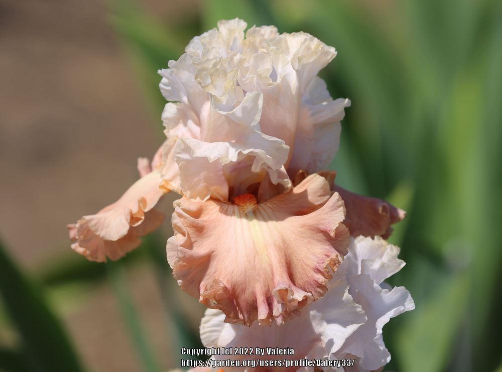 Photo of the bloom of Tall Bearded Iris (Iris 'Bashful Love') posted by ...