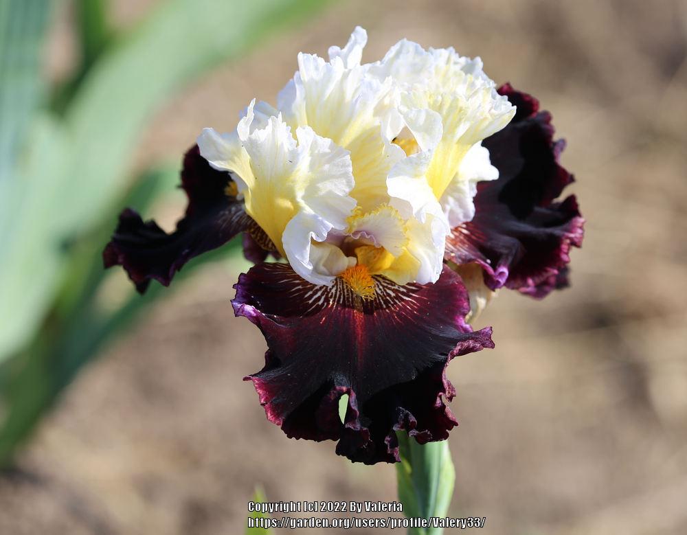 Photo of the bloom of Tall Bearded Iris (Iris 'Dancing Home') posted by ...