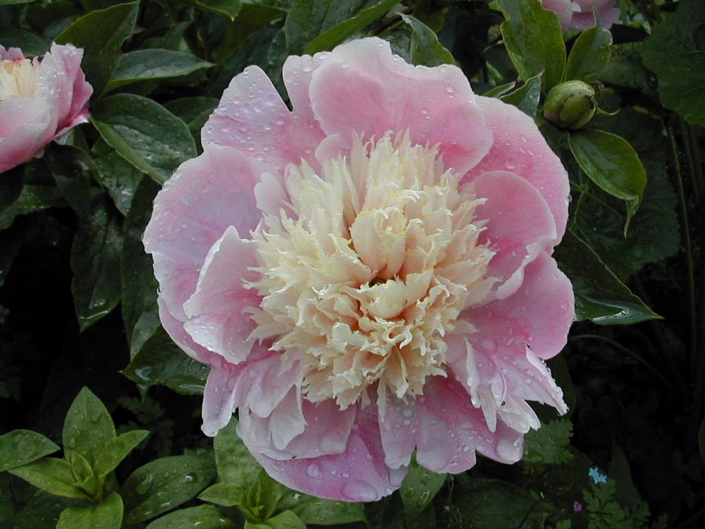 Please Post Pics of Your Japanese and Anemone Peonies in the Peonies ...