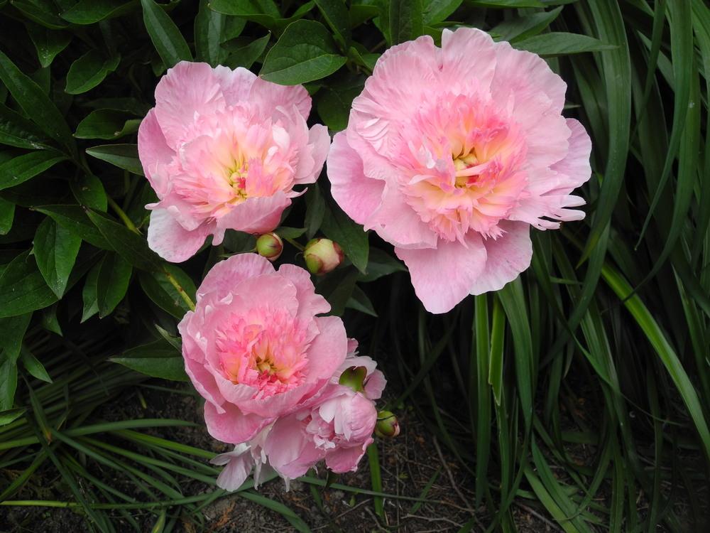 Please Post Pics of Your Japanese and Anemone Peonies in the Peonies ...