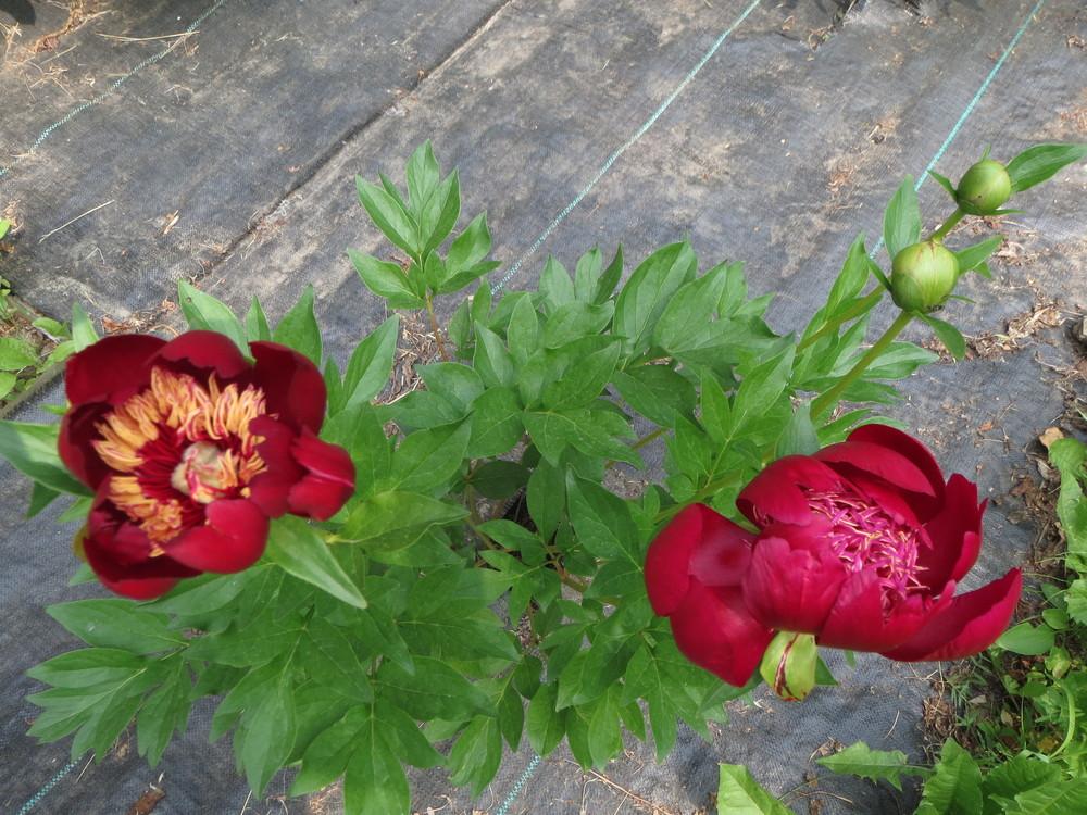 Please Post Pics of Your Japanese and Anemone Peonies in the Peonies ...