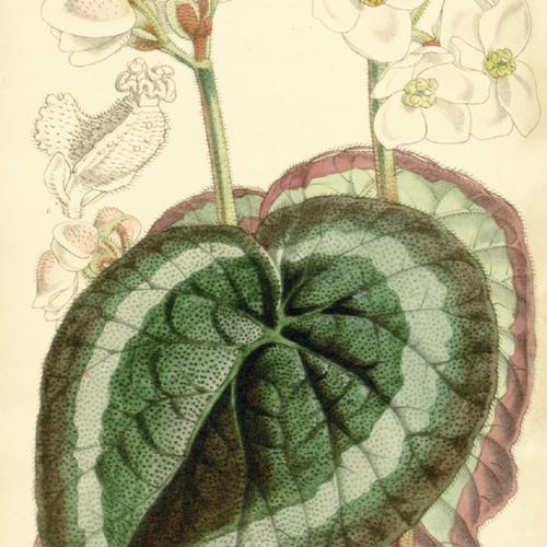 Species Begonia (Begonia annulata) in the Begonias Database - Garden.org