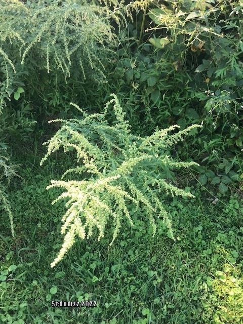 Fiddle Dock (Rumex pulcher) - Garden.org