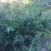 Photo of the entire plant of Black Willow (Salix nigra) posted by ...