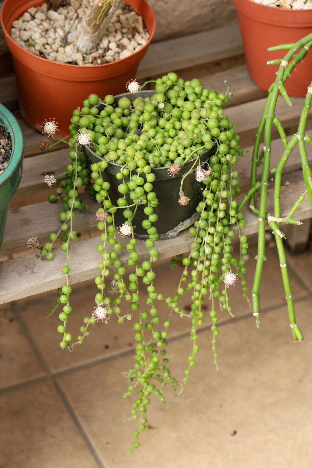 Photo of the entire plant of String of Pearls (Curio rowleyanus) posted ...