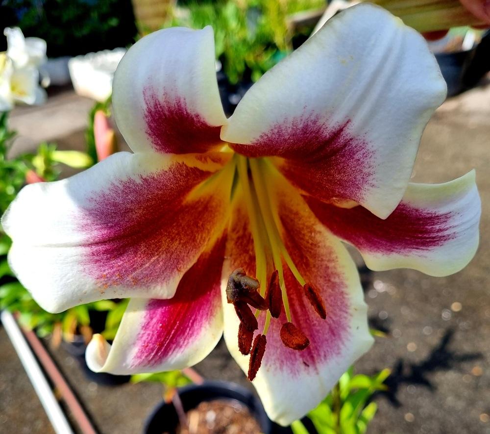 Photo of the bloom of Lily (Lilium 'Passion Moon') posted by gwhizz ...