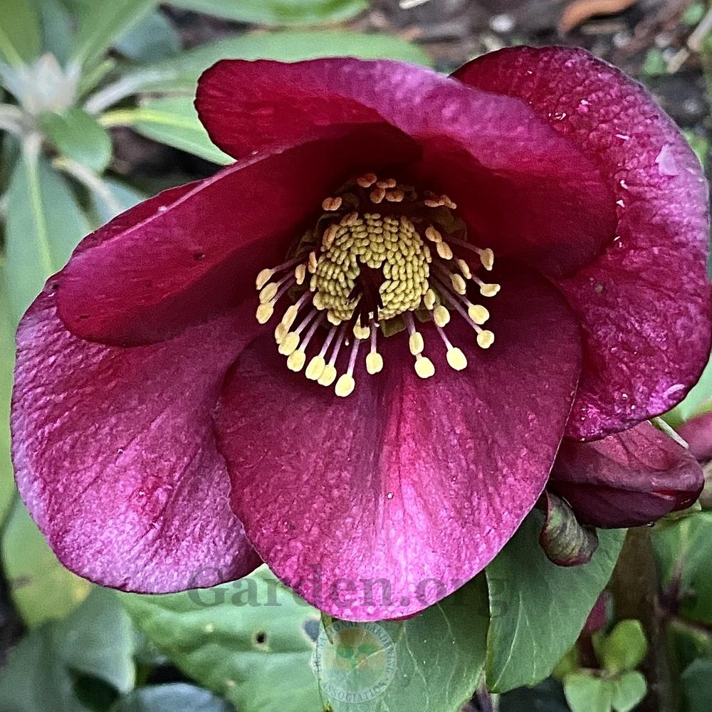 Hellebore (Helleborus Gold Collection® Leona) in the Hellebores ...