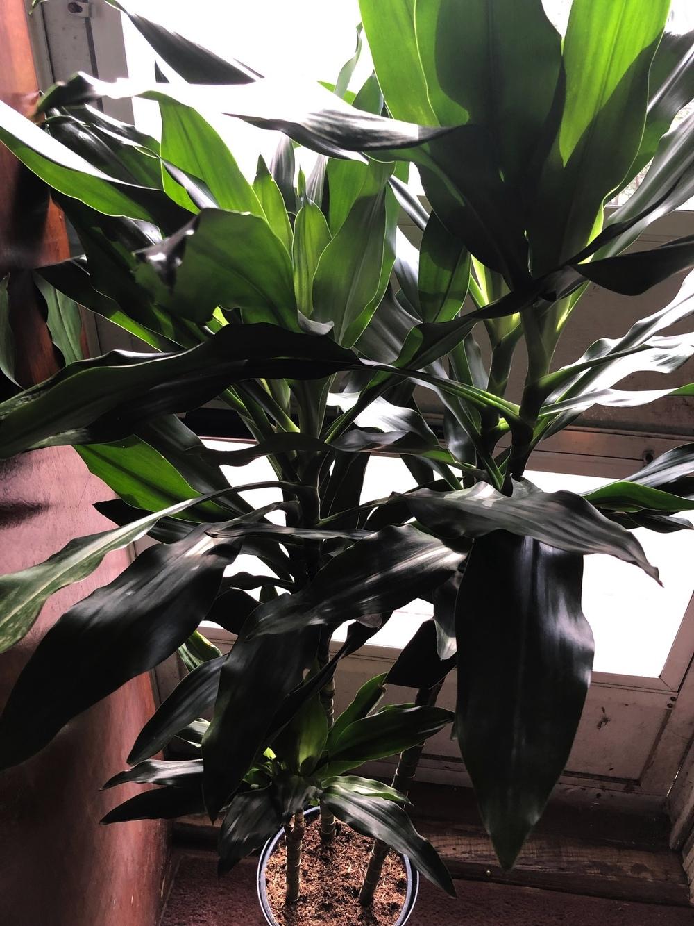 Help! Dracaena Michiko Plant in the Ask a Question forum - Garden.org