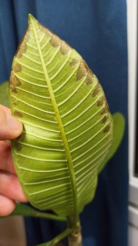 Plumeria brown spots and white residue in the Pests and Diseases forum ...