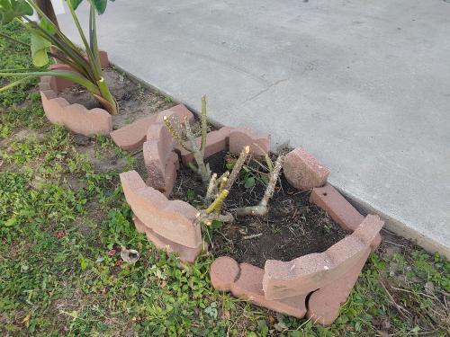 How to prune in the Roses forum - Garden.org