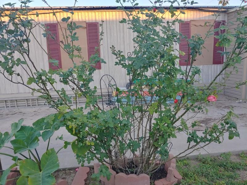 How to prune in the Roses forum - Garden.org