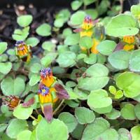 Creeping Fuchsia (Fuchsia procumbens) in the Fuchsias Database - Garden.org