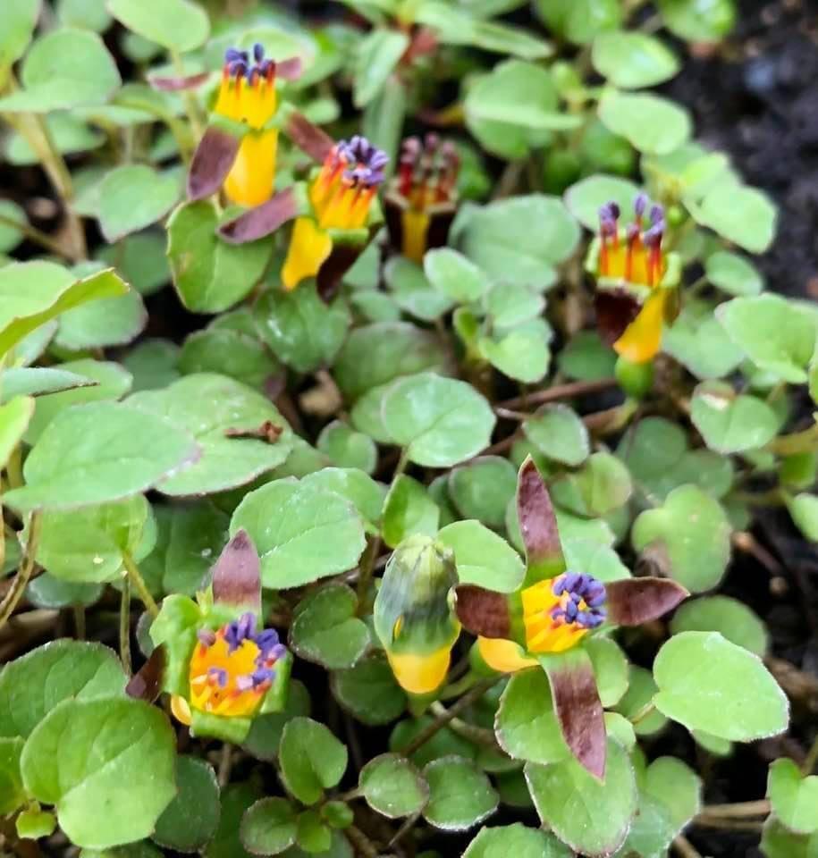 Photo of the entire plant of Creeping Fuchsia (Fuchsia procumbens ...