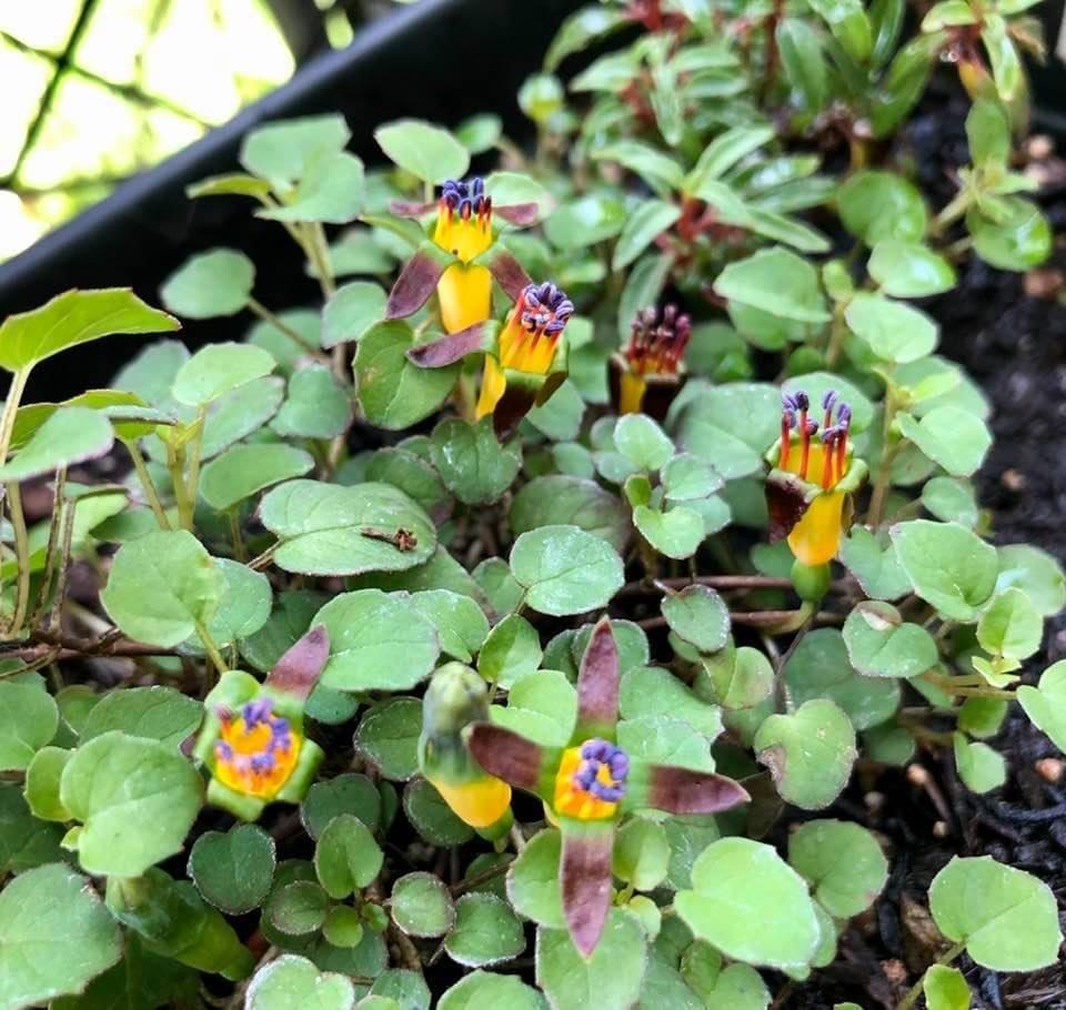 Photo of the entire plant of Creeping Fuchsia (Fuchsia procumbens ...