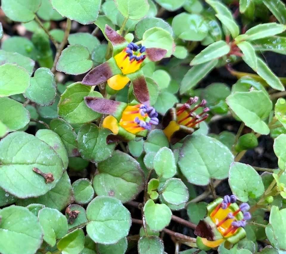 Photo of the entire plant of Creeping Fuchsia (Fuchsia procumbens ...