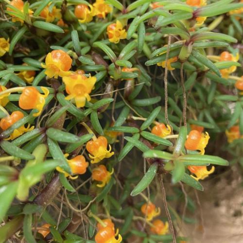 Orchid (Mediocalcar decoratum 'Windswept's Candy Corn Mountain ...