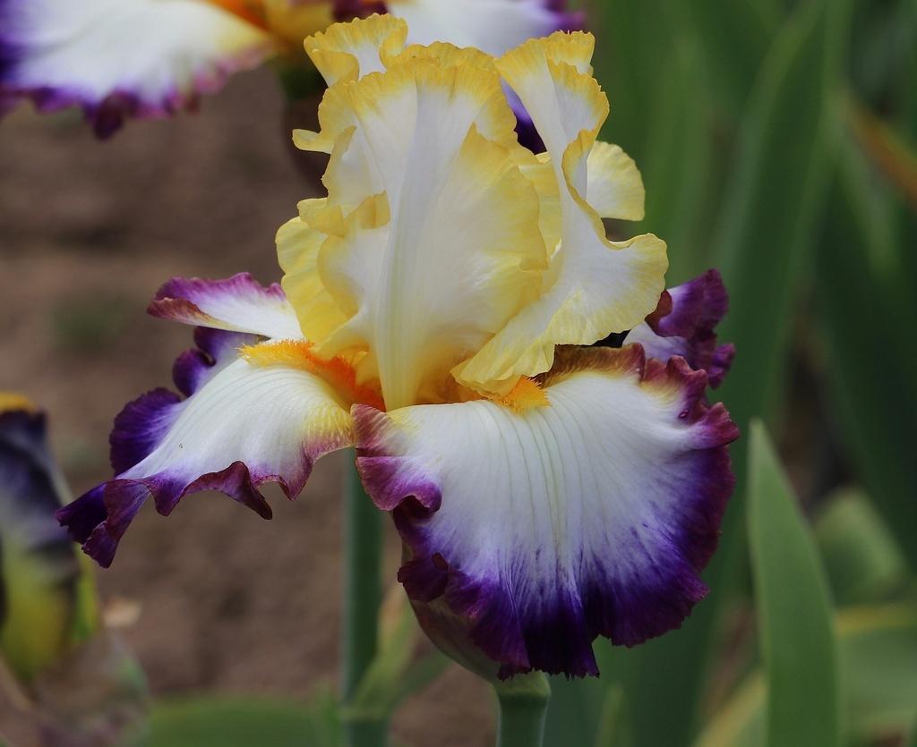 Photo of the bloom of Tall Bearded Iris (Iris 'Reach the Stars') posted ...