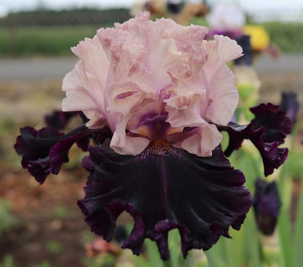Photo of the bloom of Tall Bearded Iris (Iris 'Magical Night') posted ...