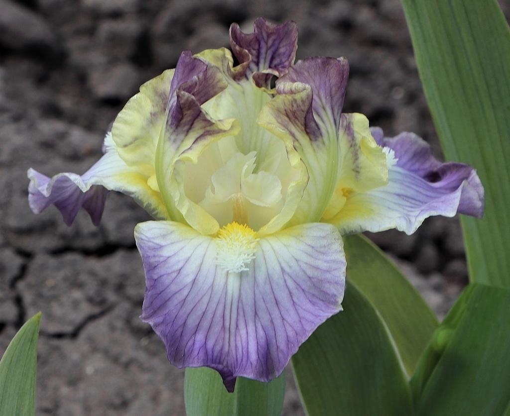 Photo of the bloom of Standard Dwarf Bearded Iris (Iris 'Mouse that ...