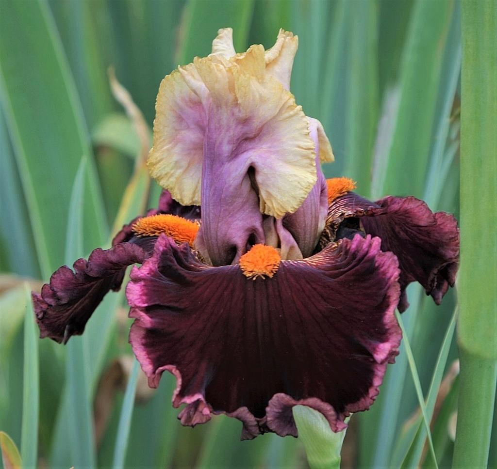Photo of the bloom of Tall Bearded Iris (Iris 'Splash Out') posted by ...