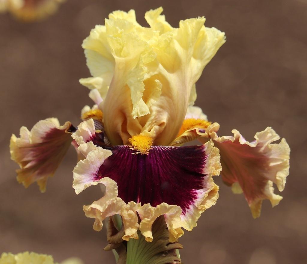 Photo of the bloom of Tall Bearded Iris (Iris 'Read My Mind') posted by ...