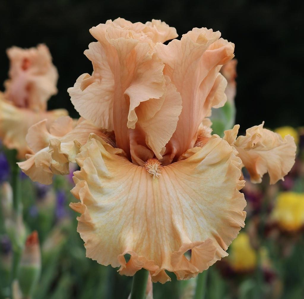 Photo of the bloom of Tall Bearded Iris (Iris 'Say the Word') posted by ...