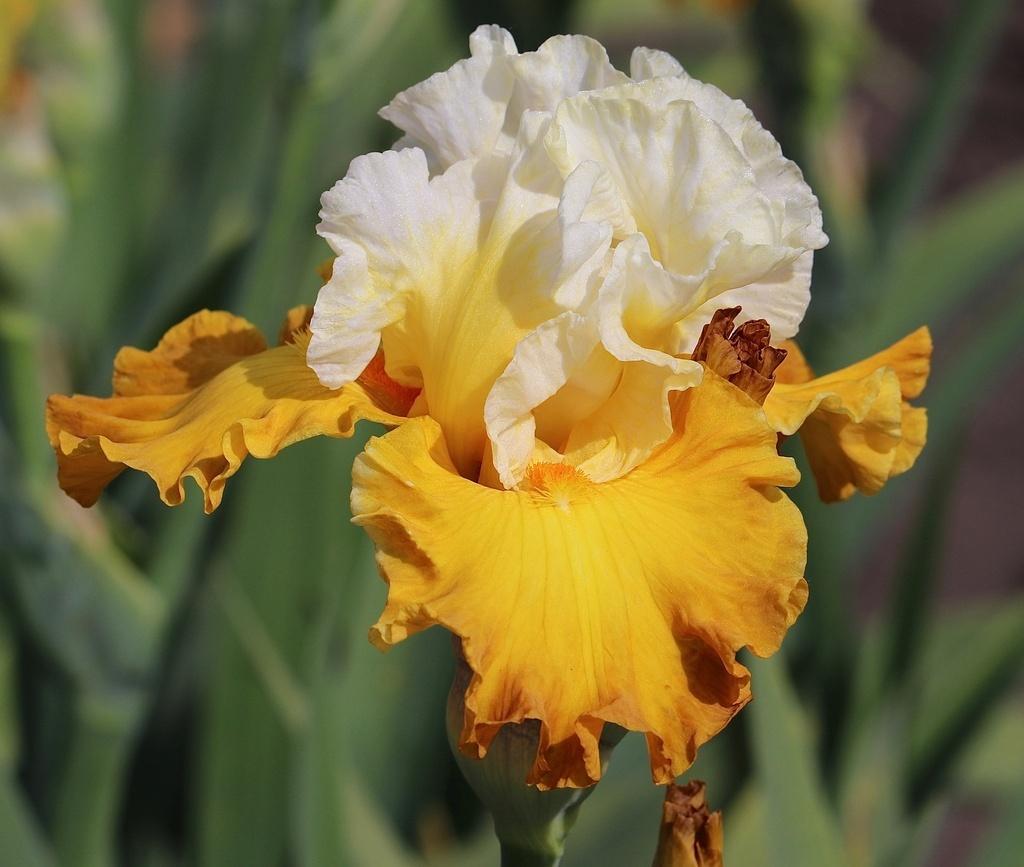 Photo of the bloom of Tall Bearded Iris (Iris 'Zip to the Moon') posted ...