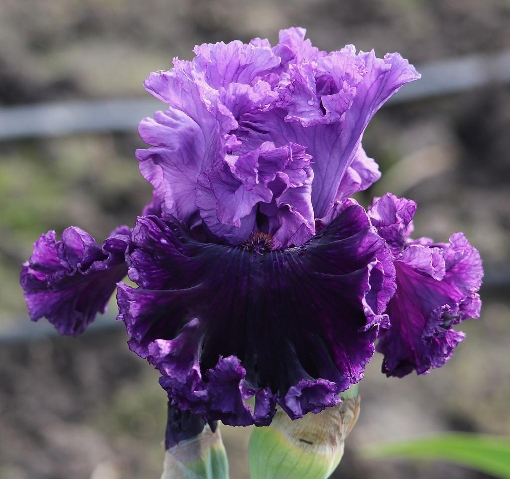 Photo of the bloom of Tall Bearded Iris (Iris 'Rolling in the Deep ...