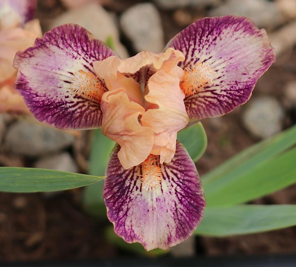 Miniature Dwarf Bearded Iris (Iris 'Legit') in the Irises Database ...