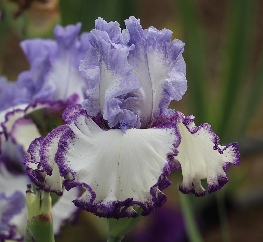 Photo of the bloom of Tall Bearded Iris (Iris 'Hey Soul Sister') posted ...