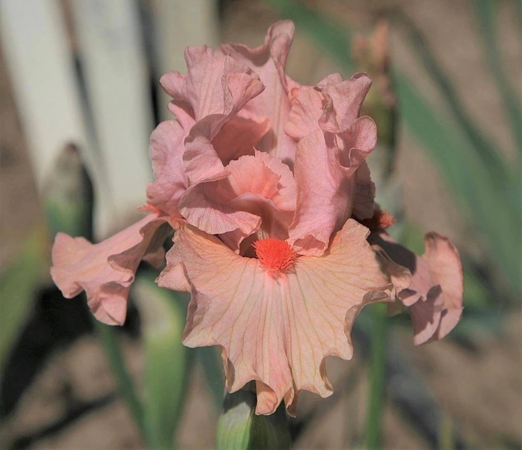 Photo of the bloom of Miniature Tall Bearded Iris (Iris 'Wonder Beard ...