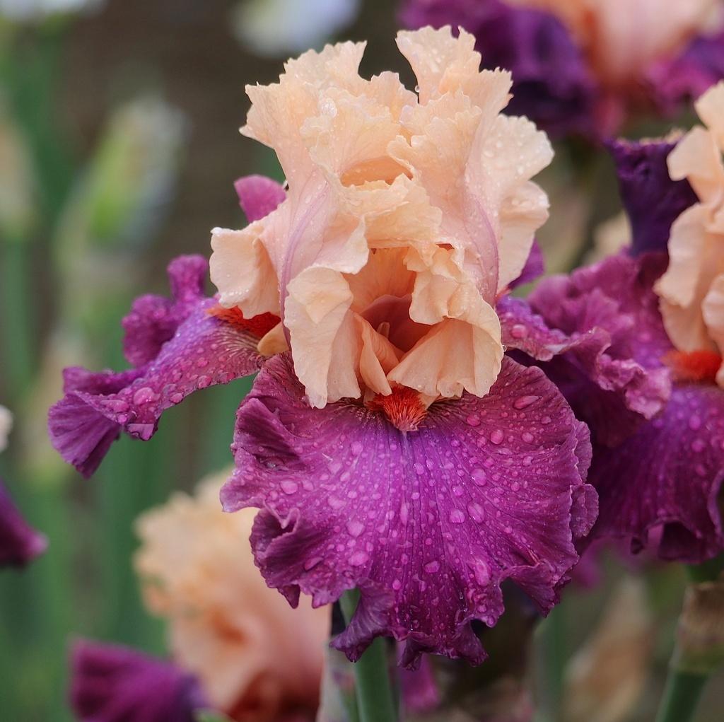 Photo of the bloom of Tall Bearded Iris (Iris 'Wrap Her Up') posted by Calif_Sue - Garden.org
