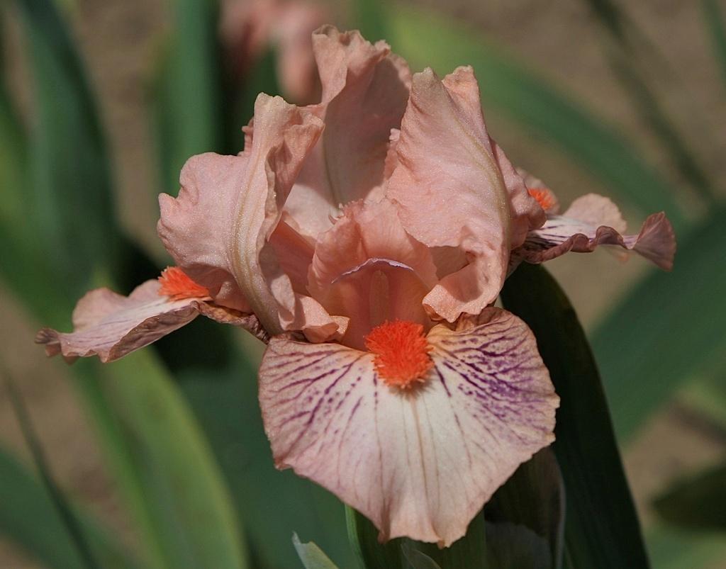 Standard Dwarf Bearded Iris (Iris 'Missing You') in the Irises Database ...