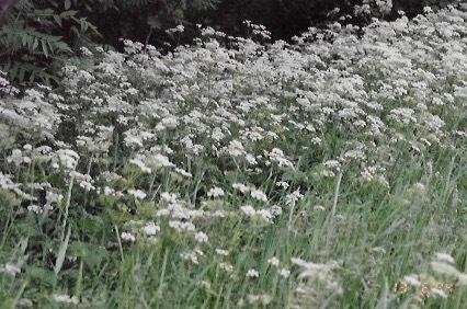 Water Parsnip (Sium suave) - Garden.org