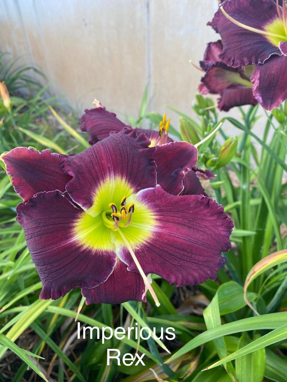 Daylily (Hemerocallis 'Imperious Rex') in the Daylilies Database ...