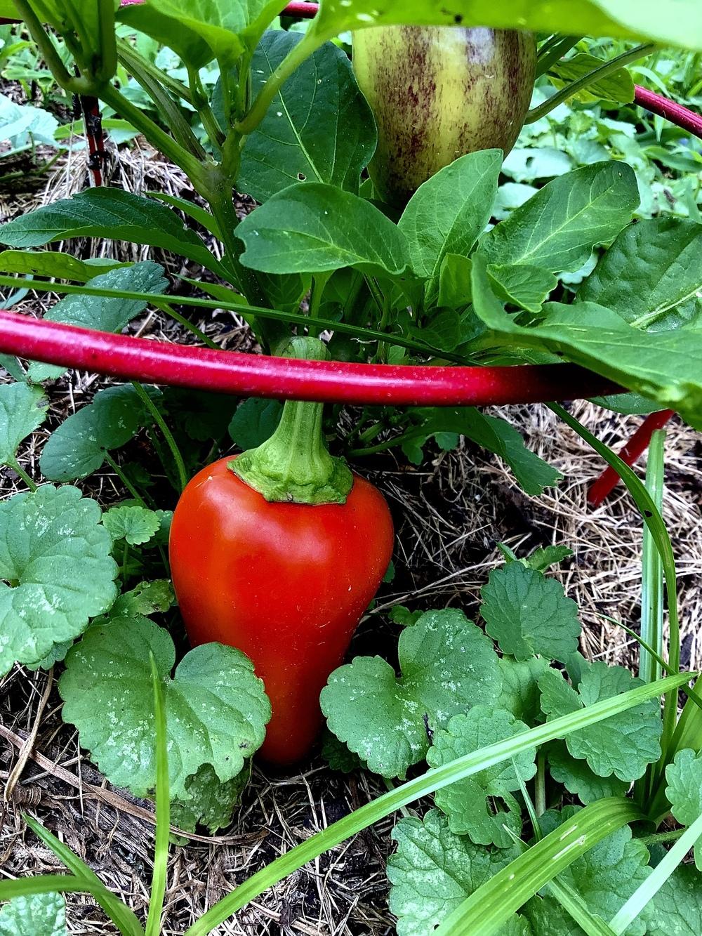 Photo of the entire plant of Sweet Pepper (Capsicum annuum 'Violet ...