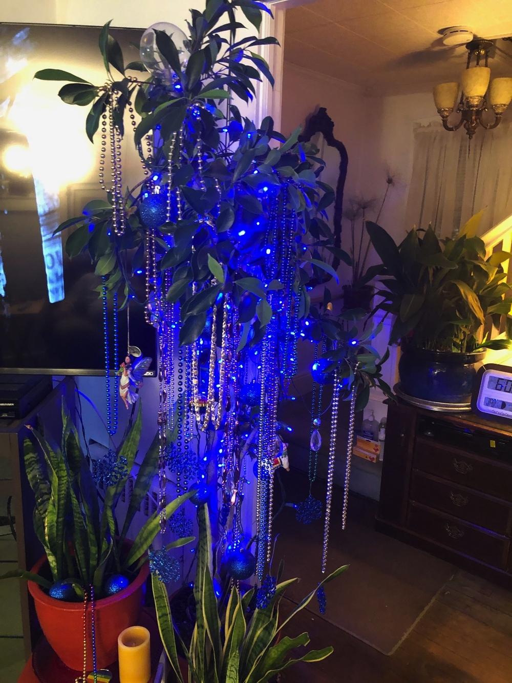 Bonsai tree ID HELP? in the Plant ID forum - Garden.org