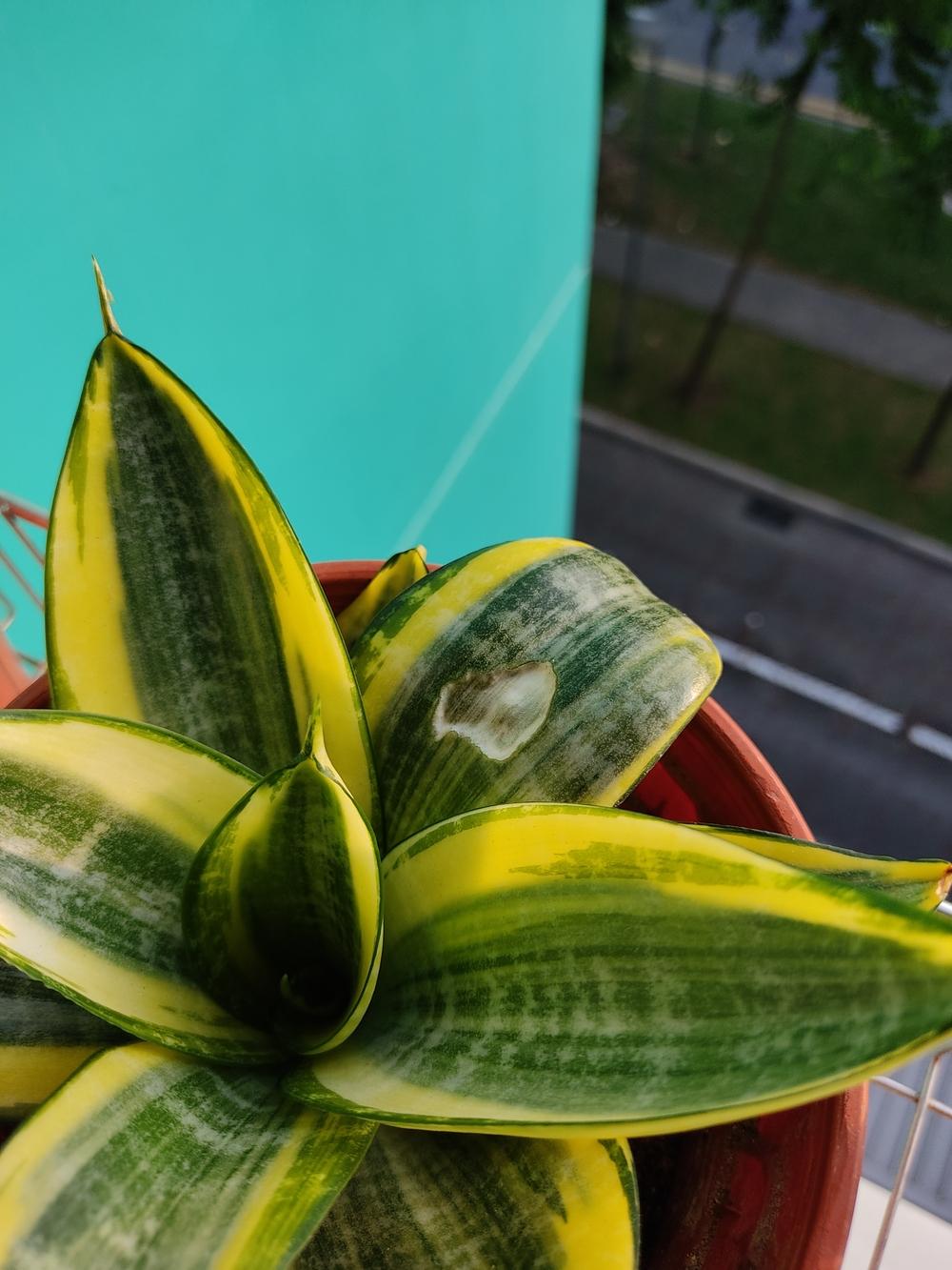Snake plant leaf depression in the Ask a Question forum - Garden.org