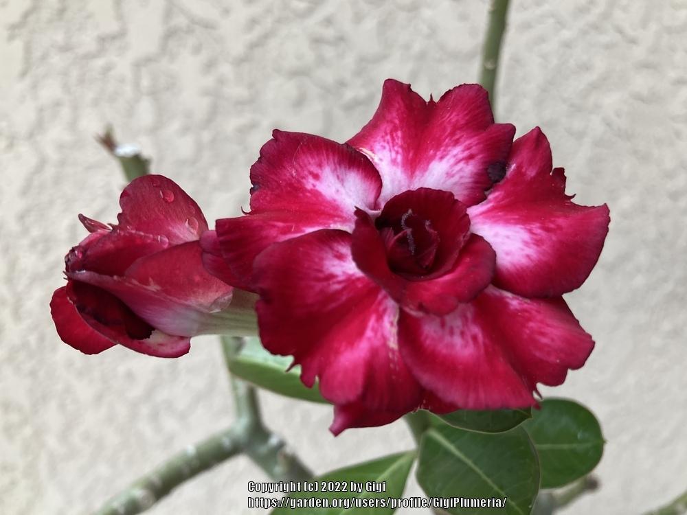 Photo of the bloom of Adenium (Adenium obesum 'Black Romance') posted ...