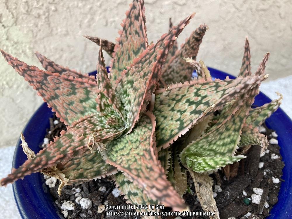 Photo of the entire plant of Aloe 'Firecracker' posted by GigiPlumeria ...