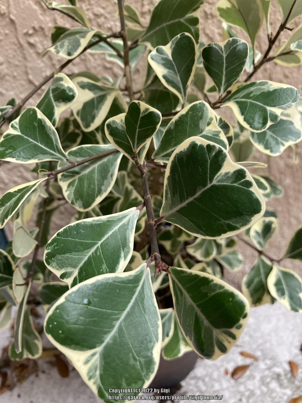 Photo of the leaves of Triangle Fig (Ficus natalensis subsp. leprieurii ...