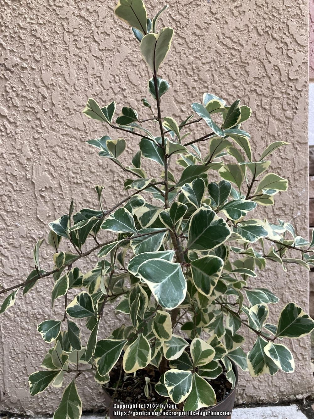 Photo of the entire plant of Triangle Fig (Ficus natalensis subsp ...