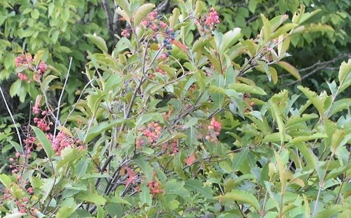Photo of the fruit of Witherod Viburnum (Viburnum nudum var ...