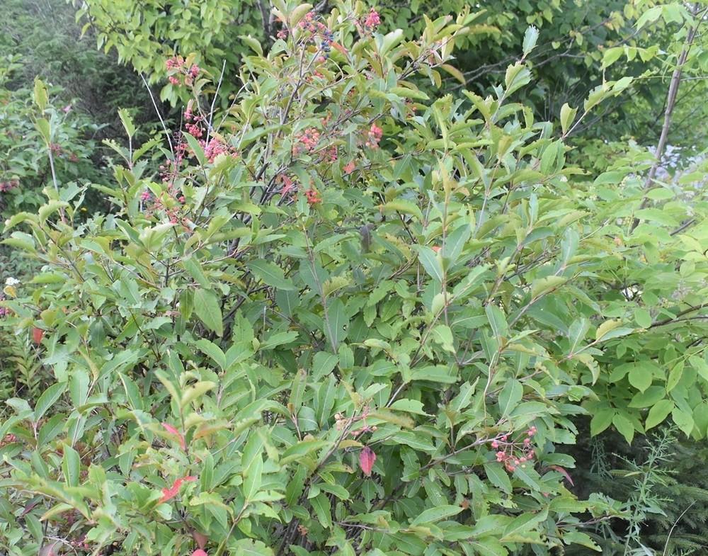 Photo of the entire plant of Witherod Viburnum (Viburnum nudum var ...