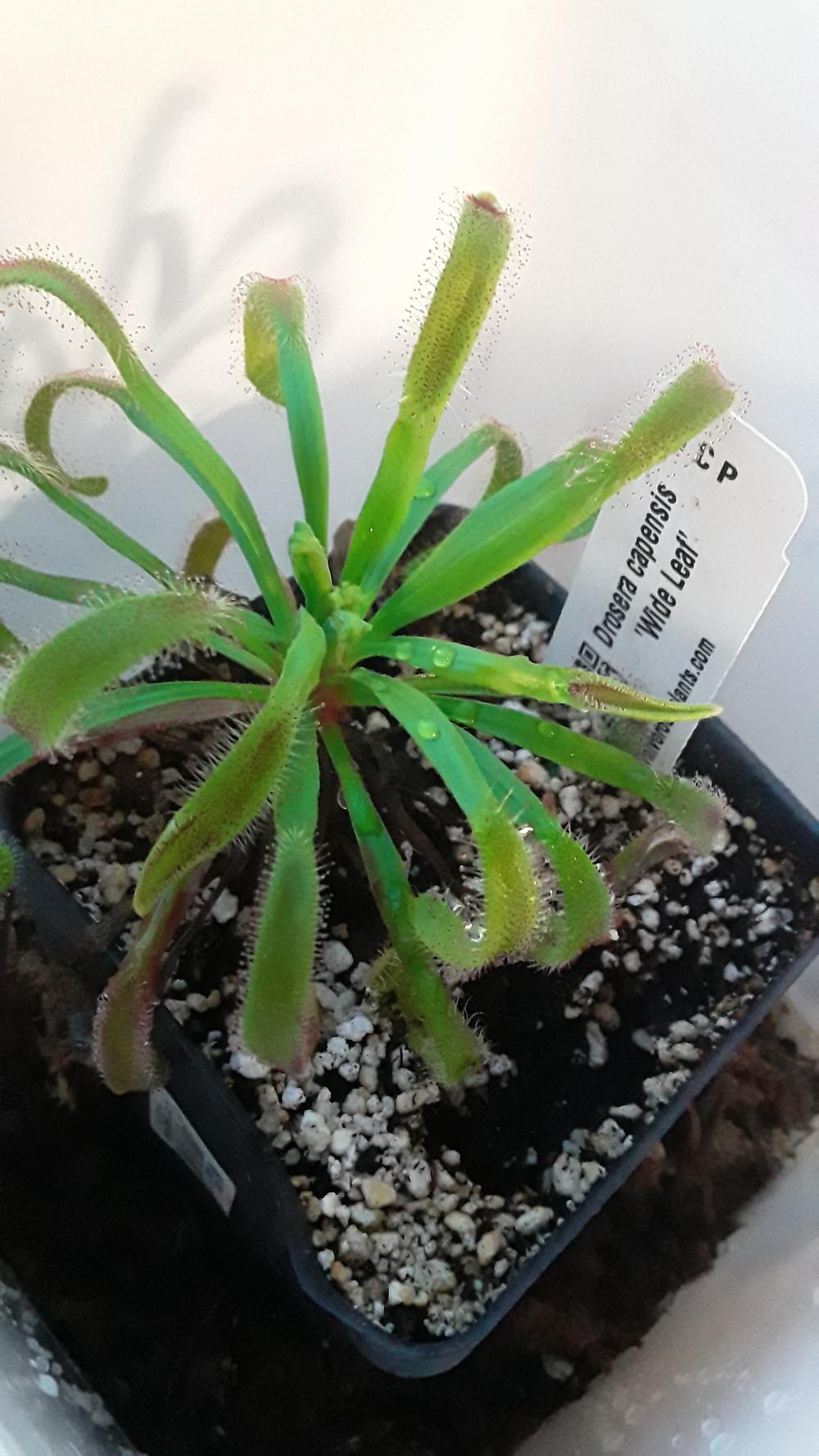 Persistent Black Fly in the Ask a Question forum - Garden.org