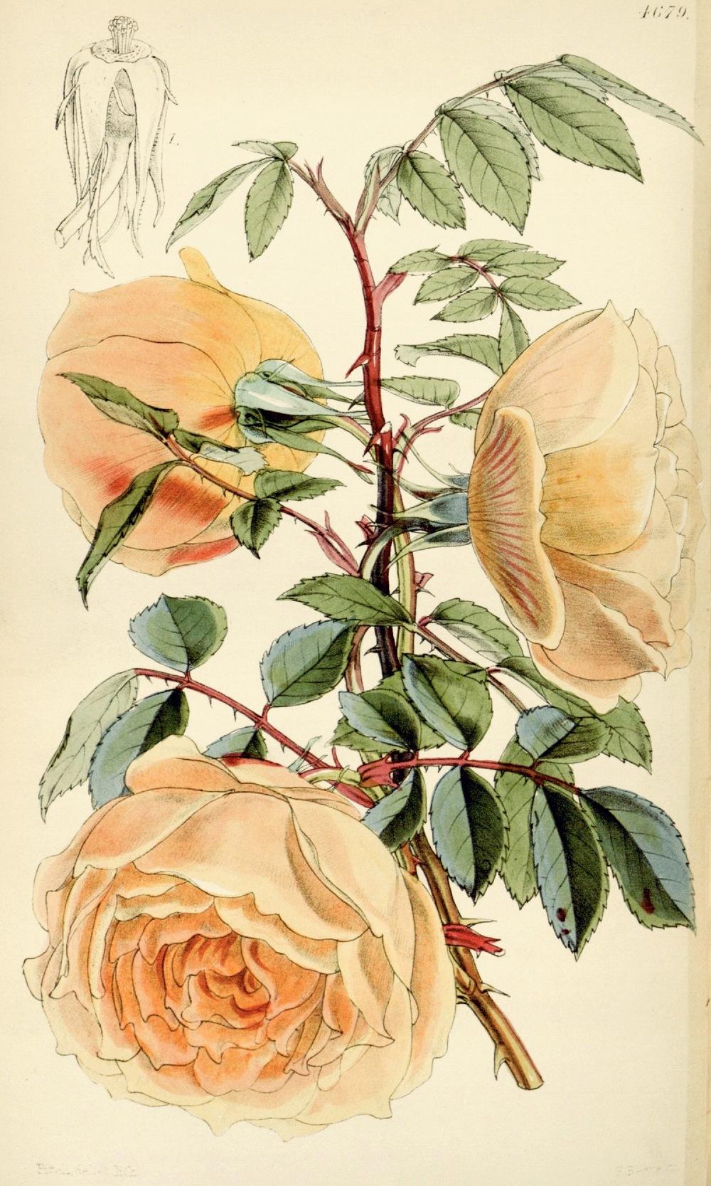 Photo of the documentation of Rose (Rosa 'Fortune's Double Yellow ...